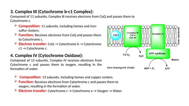 Complexes of ETC, their composition and flow of electrons through the ...