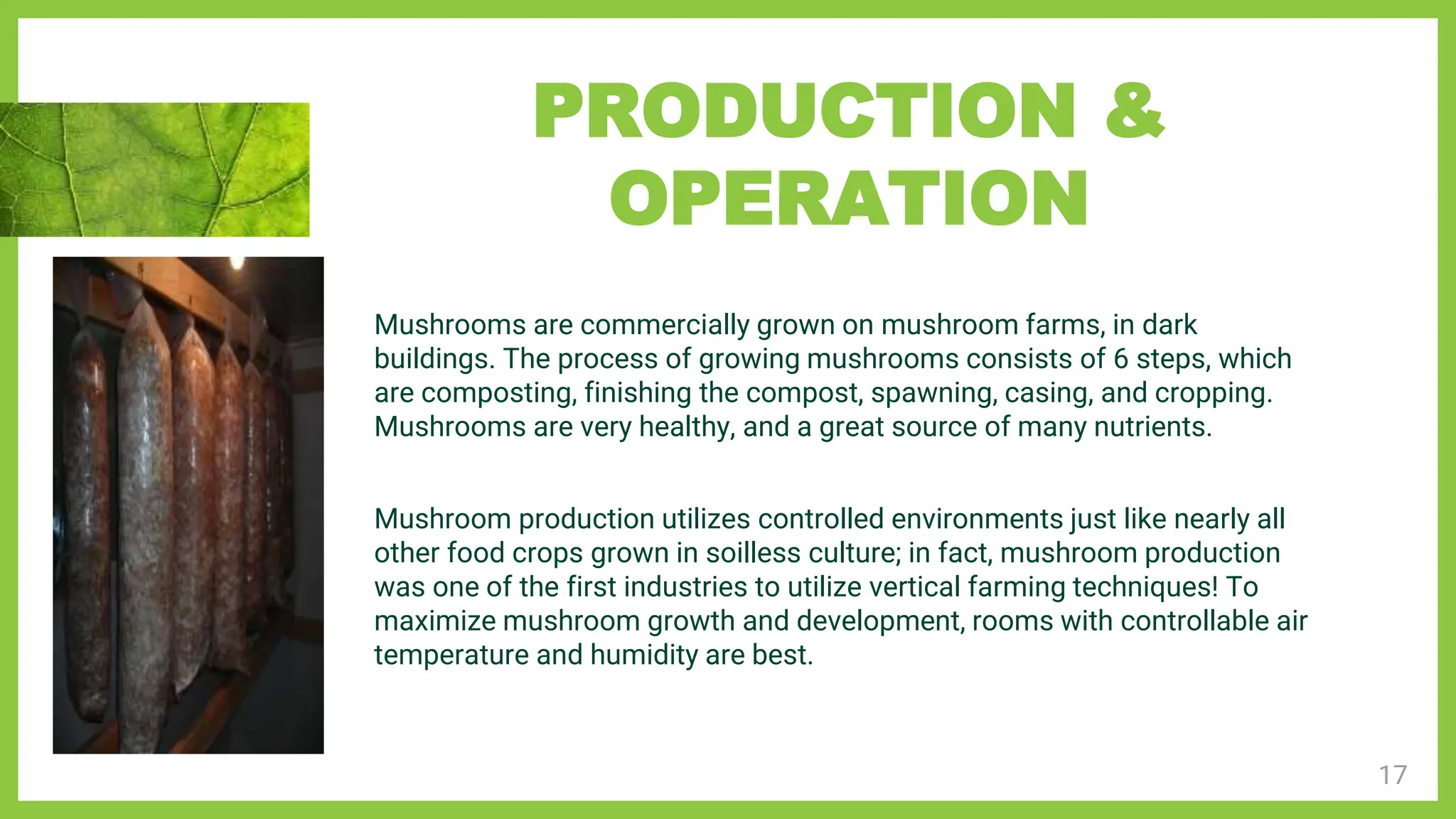 Mushroom.ppt