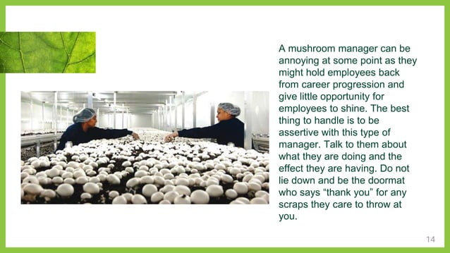 Mushroom.ppt