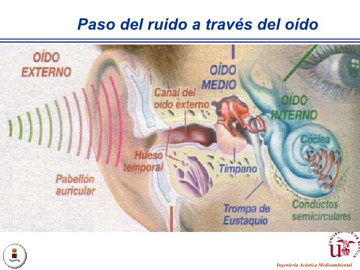 Esi cap 3 proceso de audición