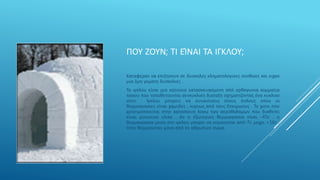 ΑΥΤΟΧΘΟΝΕΣ ΛΑΟΙ : ΟΙ ΕΣΚΙΜΩΟΙ από την ΑΡΓΥΡΩ ΜΙΧΑΗΛΙΔΗ | PPTX