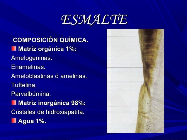 Esmalte, dentina, pulpa, cemento y erupción dental