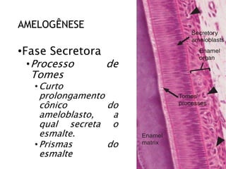 Histologia do Esmalte dentário | PPT
