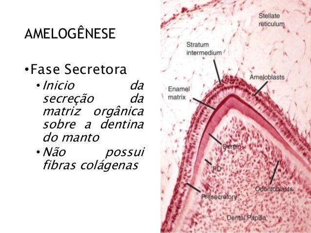 Histologia do Esmalte dentário