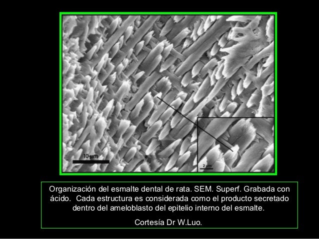 Biología del Esmalte Dental Humano