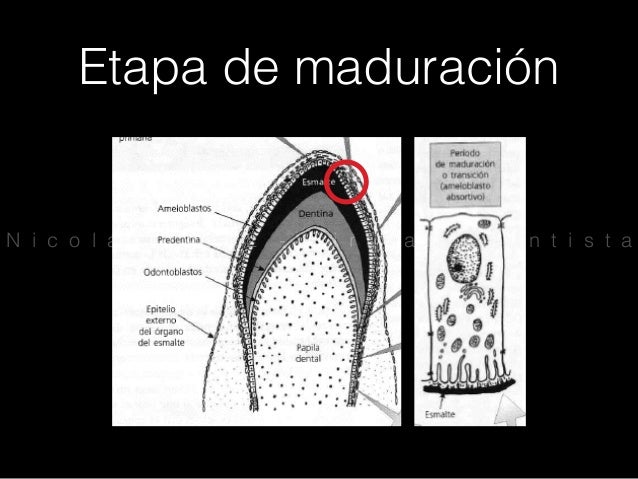 Esmalte y amelogénesis