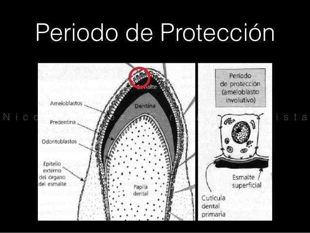 Esmalte y amelogénesis