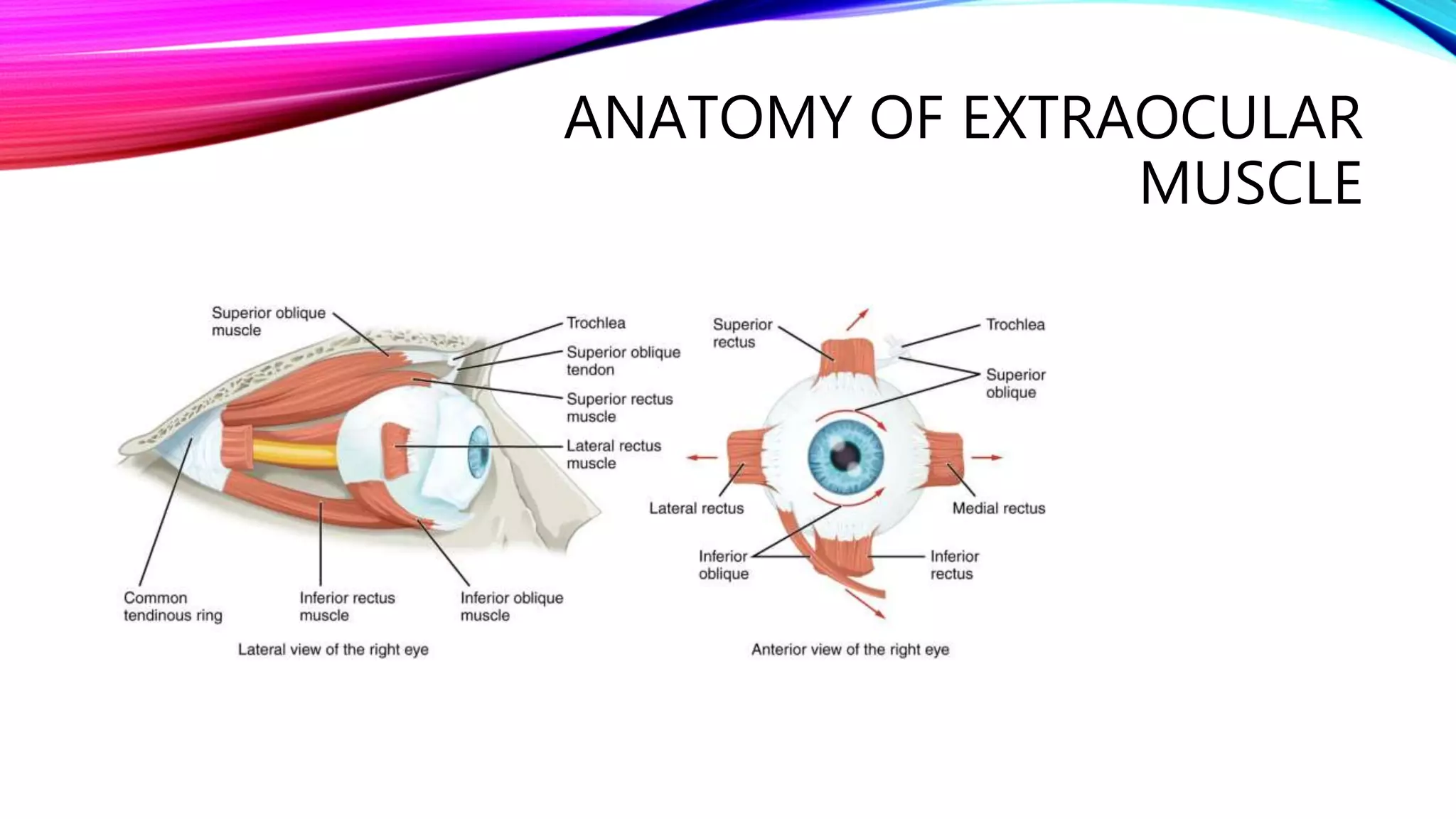 ESODEVIATION AND ITS APPROACH.pptx