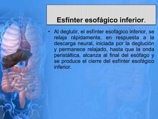 Esofago | PPT