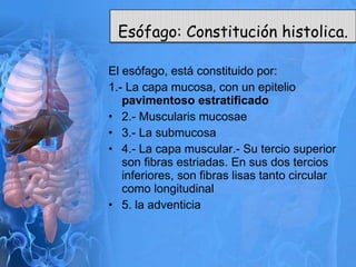 Esofago | PPT