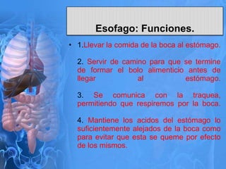 Esofago | PPT