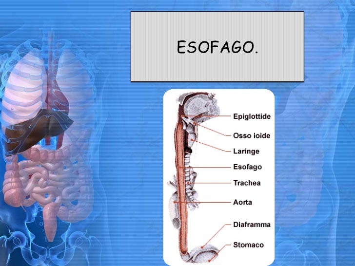 Esofago