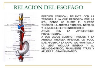 Esofago | PPT