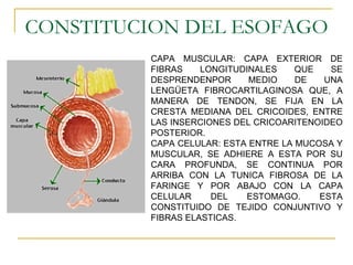 Esofago | PPT