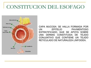 Esofago | PPT