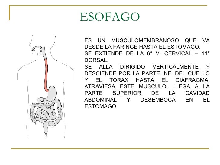 Esofago
