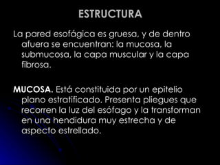 Esofago | PPT