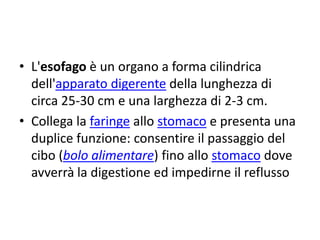 Esofago | PPTX | Ear, Nose and Throat Conditions | Diseases and Conditions