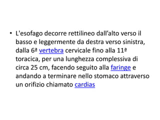 Esofago | PPTX | Ear, Nose and Throat Conditions | Diseases and Conditions