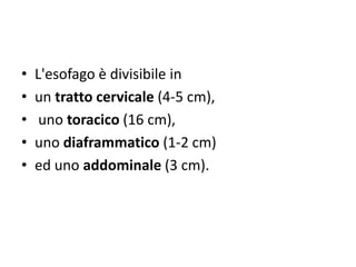 Esofago | PPTX | Ear, Nose and Throat Conditions | Diseases and Conditions