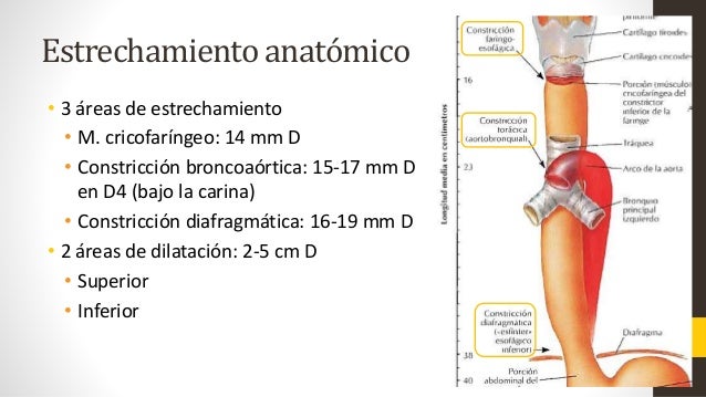 Esofago, patología esofágica