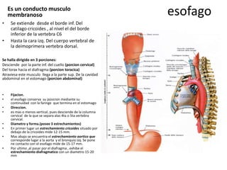 Esofago | PPT