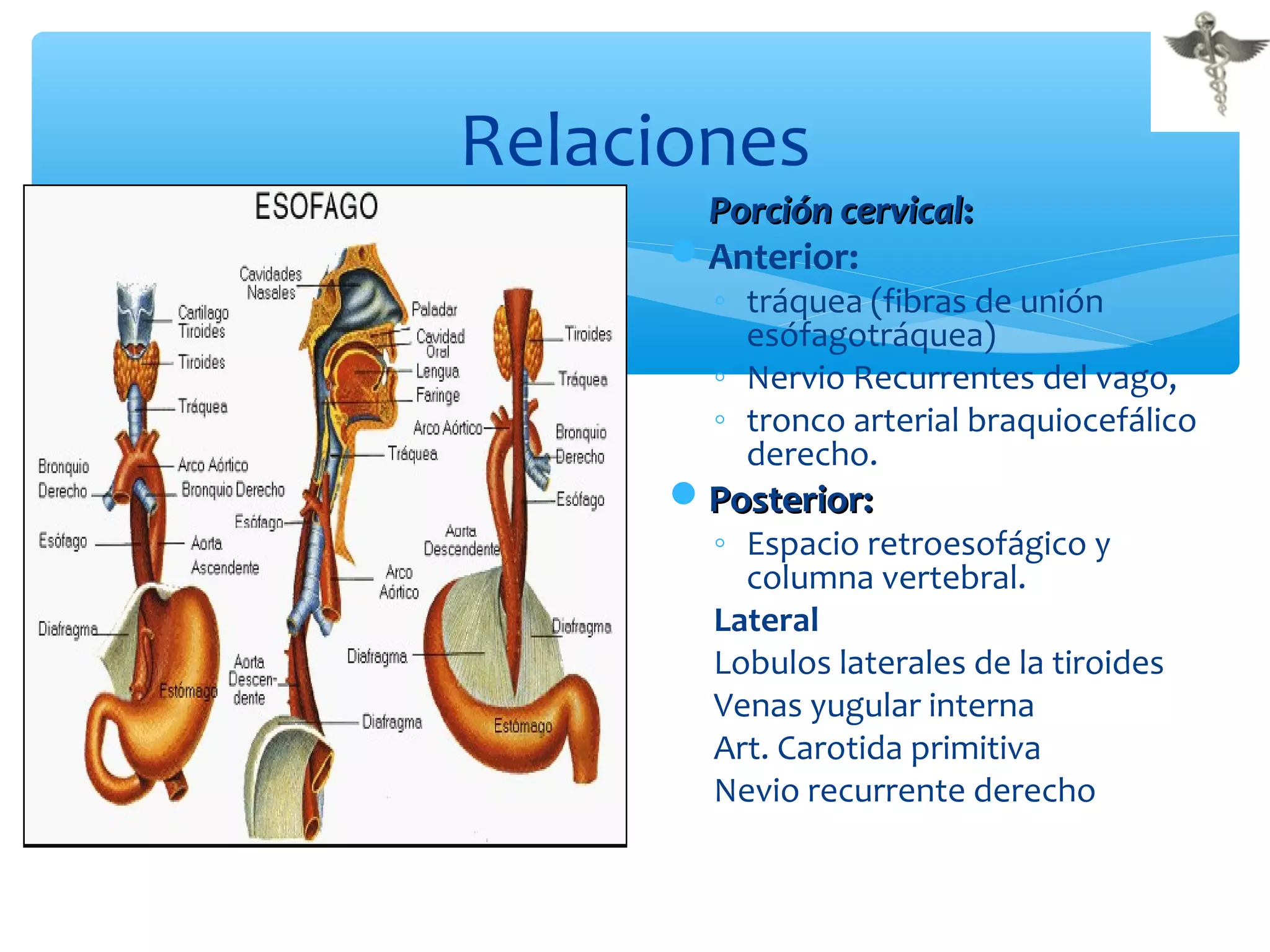 Esofago | PPT