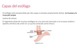 Esofago | PPTX
