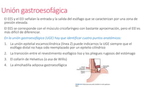 Esofago | PPTX