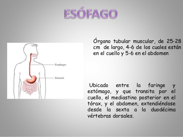 Esofago