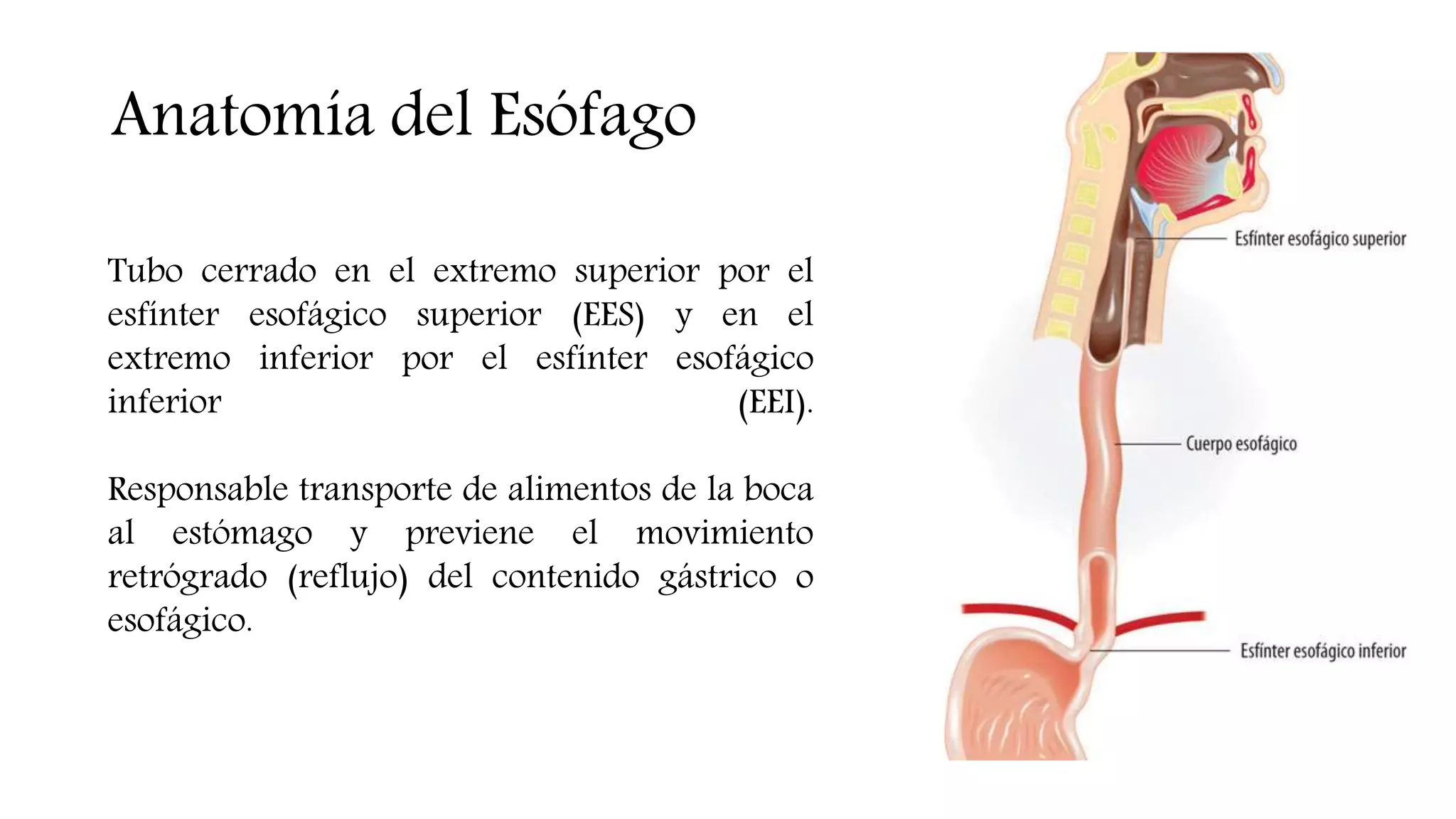 Esofago | PPT
