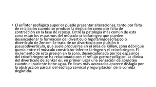 Anatomía del Esófago | PDF