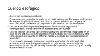 Anatomía del Esófago | PDF