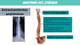ESOFAGO.pdf