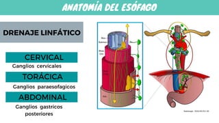 ESOFAGO.pdf