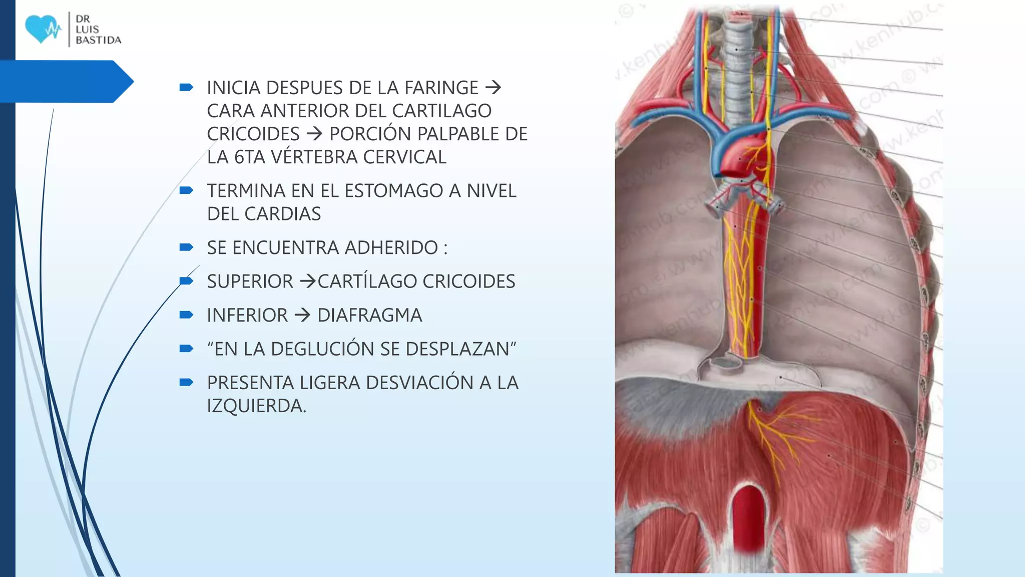 esofago.pptx | Ear, Nose and Throat Conditions | Diseases and Conditions