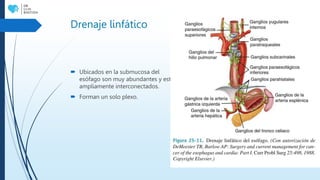 esofago.pptx
