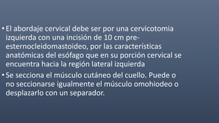 CIRUGIA DE ESOFAGO (ESOFAGECTOMIA) Y ANATOMIA | PDF