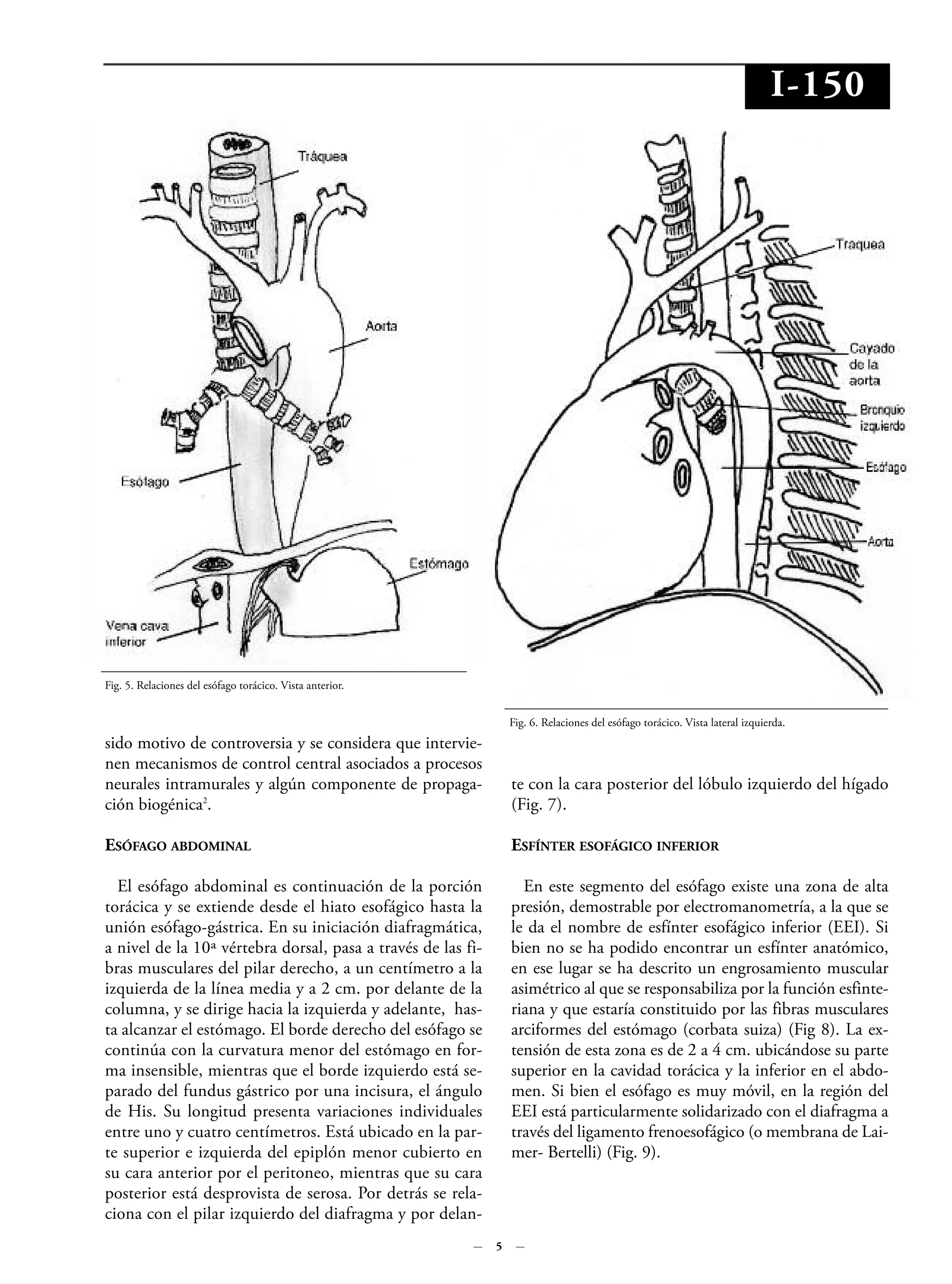 Anatomia descriptiva quirurgica del Esofago.pdf | Free Download