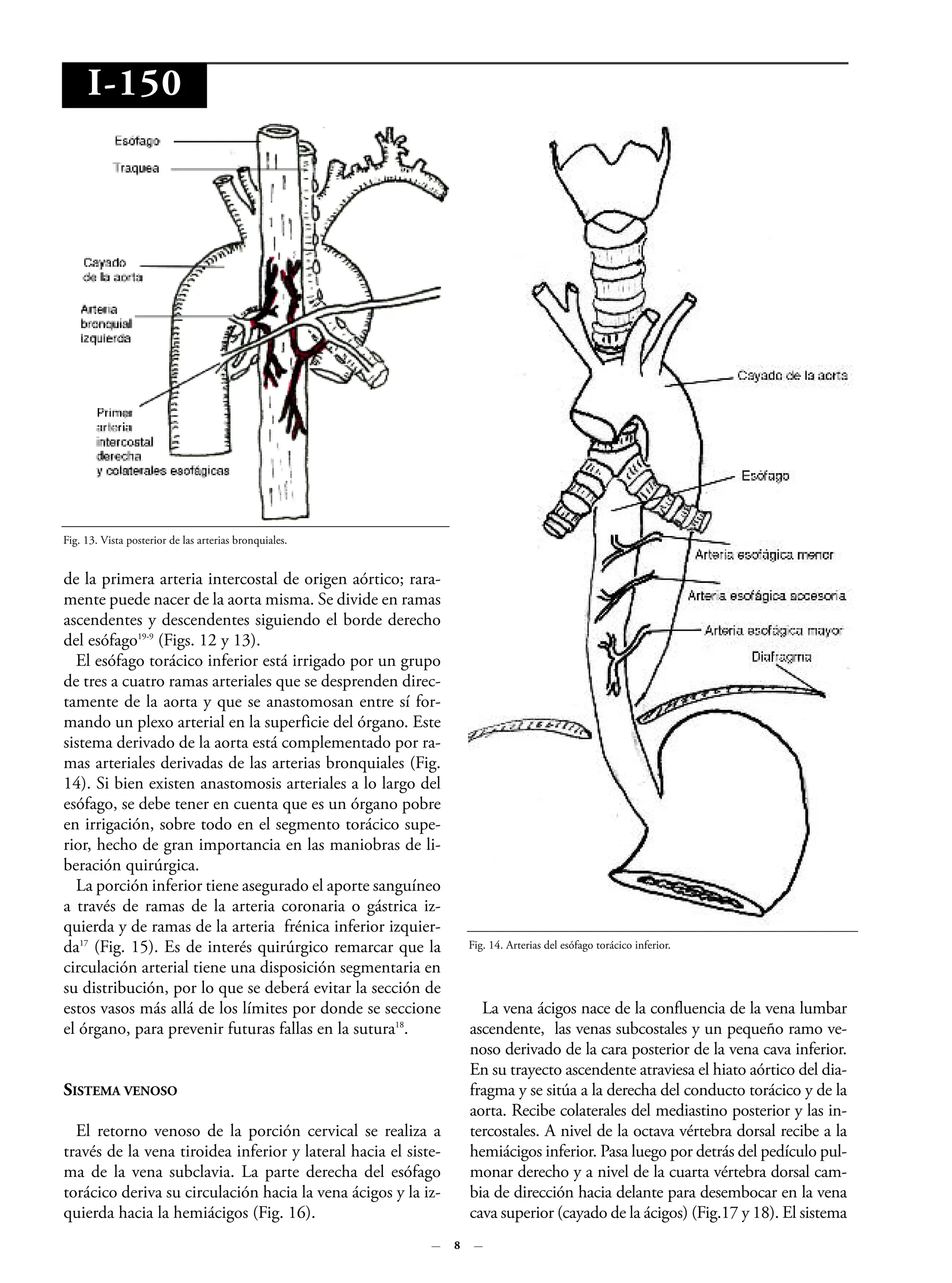 Anatomia descriptiva quirurgica del Esofago.pdf | Free Download