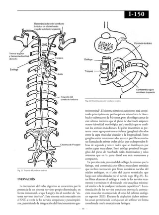 Anatomia descriptiva quirurgica del Esofago.pdf | Free Download