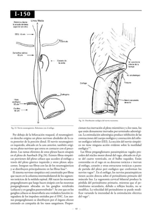 Anatomia descriptiva quirurgica del Esofago.pdf | Free Download