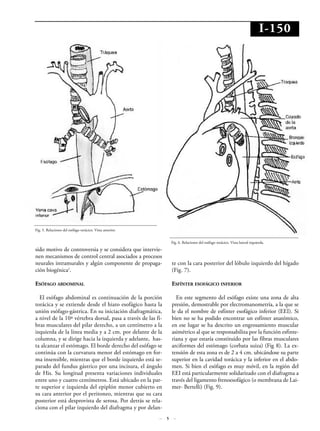 Anatomia descriptiva quirurgica del Esofago.pdf | Free Download