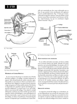 Anatomia descriptiva quirurgica del Esofago.pdf | Free Download