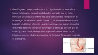 EL ESOFAGO SUS CARACTERISTICAS Y FUNCIONES | PPTX
