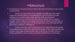 EL ESOFAGO SUS CARACTERISTICAS Y FUNCIONES | PPTX