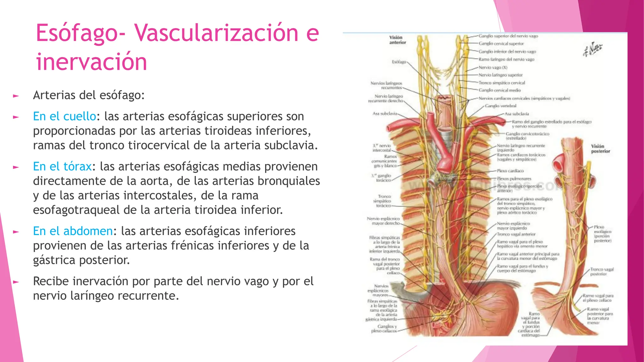 Anatomía de esofago. Vascularización, inervación, etc | PDF