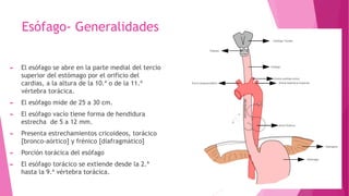 Anatomía de esofago. Vascularización, inervación, etc | PDF