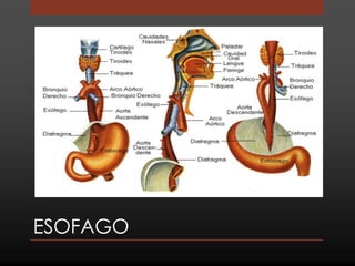 Esofago clase | PDF
