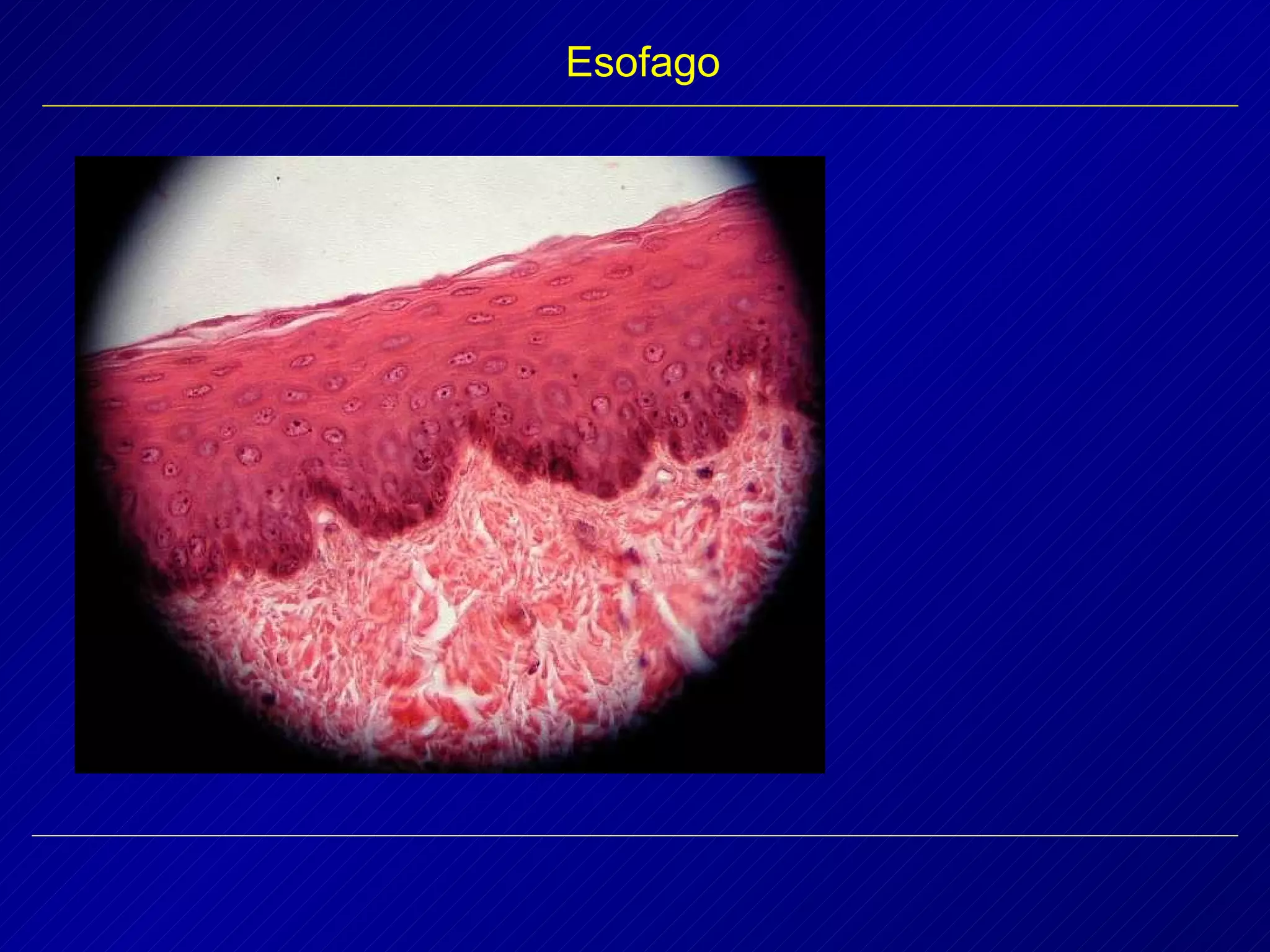 Esofago Generalità | PPT